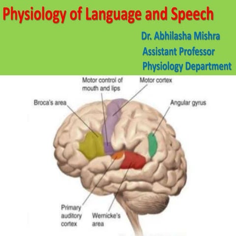 Csd 210 anatomy & physiology of the speech mechanism ii