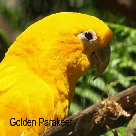 Golden Parakeet | PPT | Birds | Pets