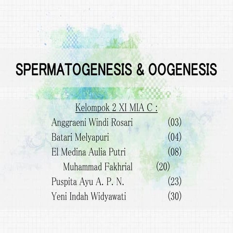 Spermatogenesis | PPTX