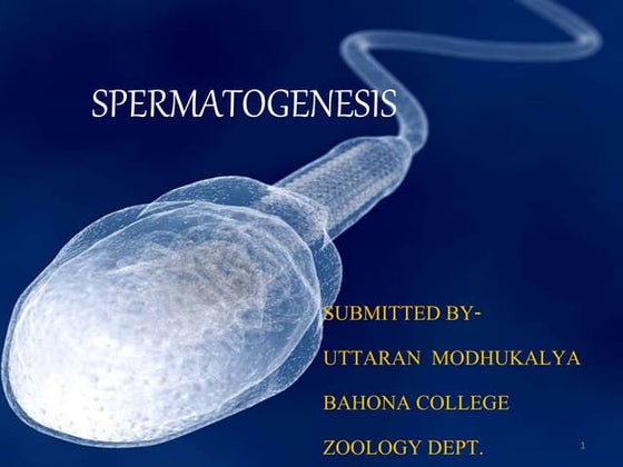 SPERMATOGENESIS.pptx