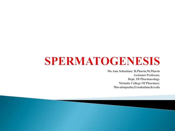 spermatogenesis | PPT