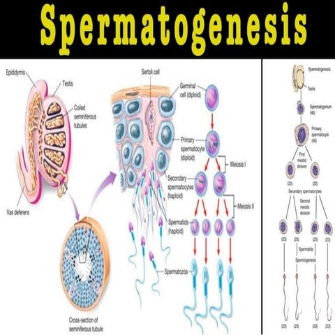 Spermatogenesis Slide Labeled