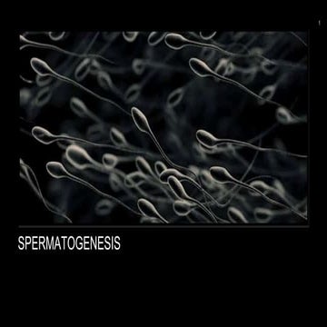 Spermatogenesis genetics | PPT