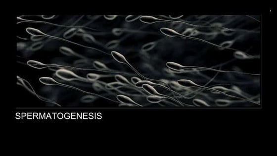Gametogenesis: Male gametes Formation Process / Spermatogenesis .pdf