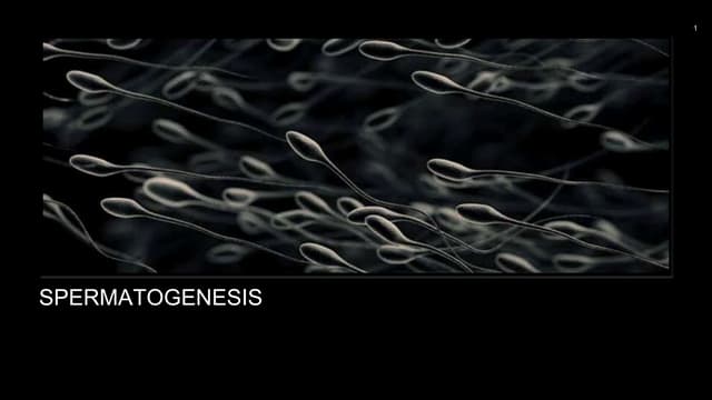 Gametogenesis | PPTX