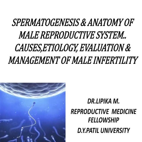 Spermatogenesis & anatomy of male reproductive system | PPTX