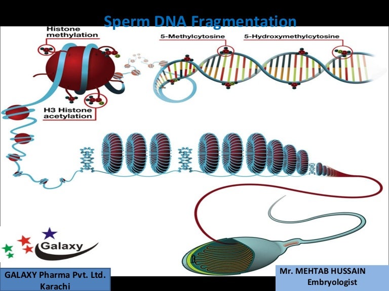 Sperm dna fragmentation