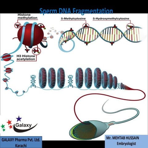 Sperm dna fragmentation | PPT