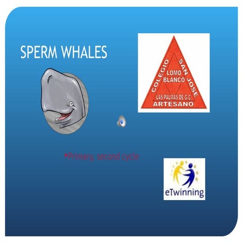 Sperm whales | PPT