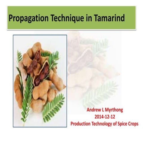 production technology of tamarind | PPTX