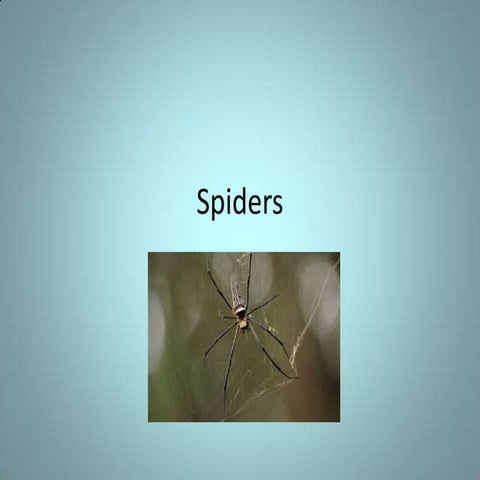 Spider | PPT