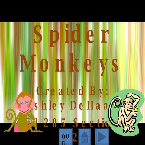 Spider Monkeys | PPT