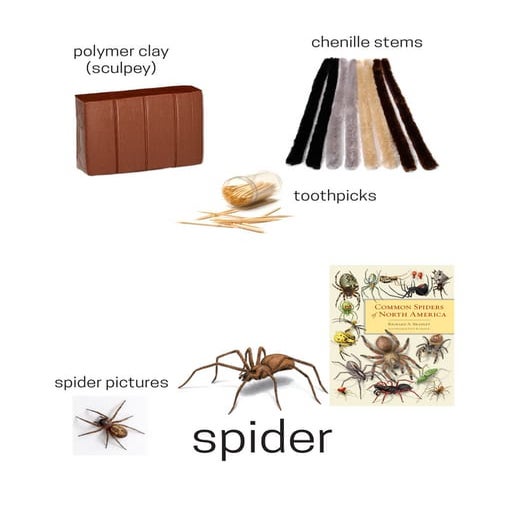 Step-chart Spider | PDF