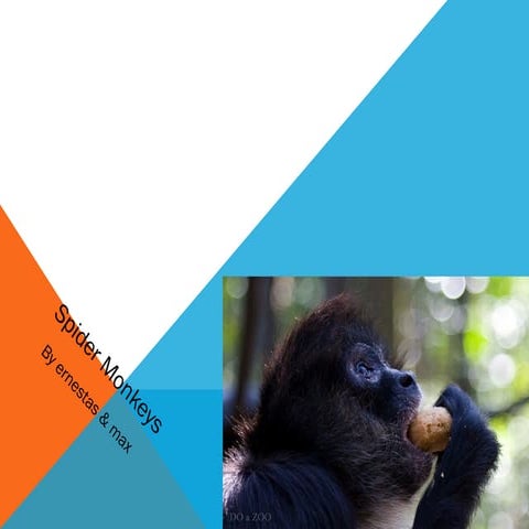Spider monkeys by Ernestas & Max | ODP