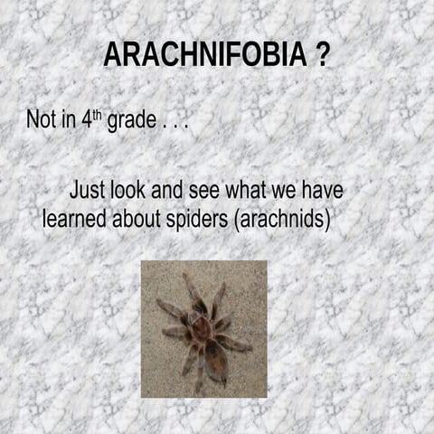 Spider Presentation | PPT