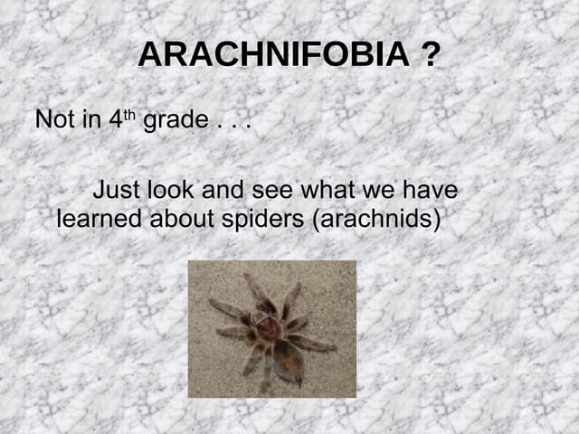 Echolocationandbatsczequeira | PPTX