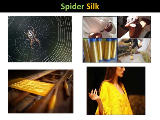 Spider silk | PPTX