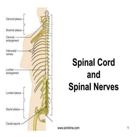 spinal cord and Spinal nerves indepth ppt | PDF