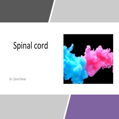 Spinal cord 2.pdfyghguhjhihhihojouoknkkj | PDF