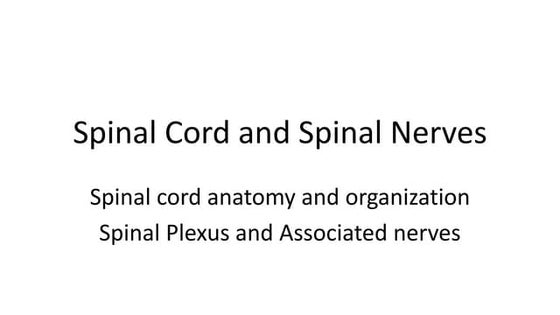 Spinal cord & nerves | PPT