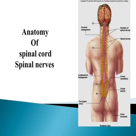 spinal cord and spinal nerves.ppt