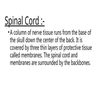 Spinal Cord bio presentation which tells us how body works | PPT