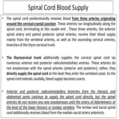 Spinal cord blood supply | PPTX