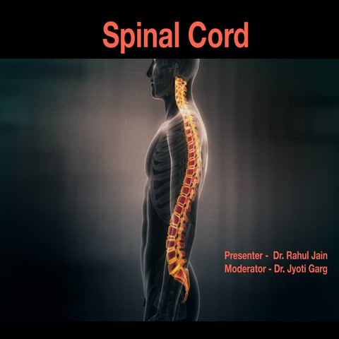 Neuro-Anatomy of the Spinal Cord | PDF