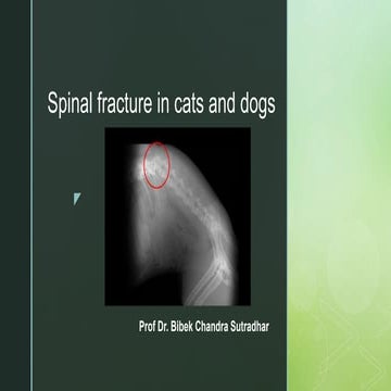 Spinal fracture small dog and cat practice.pptx