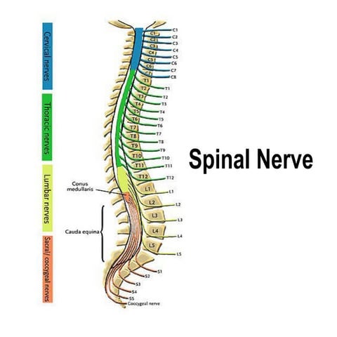 spinal nerve.pdf