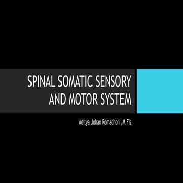 Spinal somatic sensory and motor system | PPT