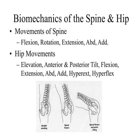 Spine.ppt