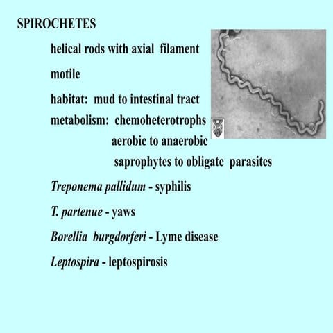 Spirochaeta introduction for underg.pptx