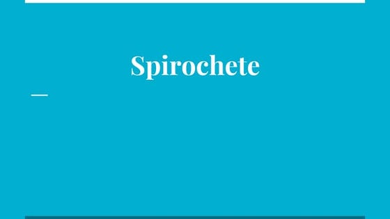 Treponema.ppt | Infectious Diseases | Diseases and Conditions