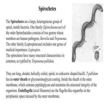 Spirochete_Treponema and Corynebacterium dyptheriae.pptx