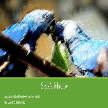 Spix’s macaw | PPTX