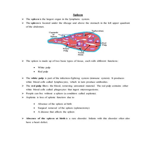 Spleen | DOCX