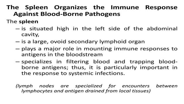 Spleen Function In Immune System