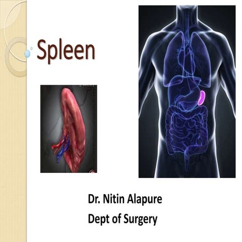 spleen.pptx