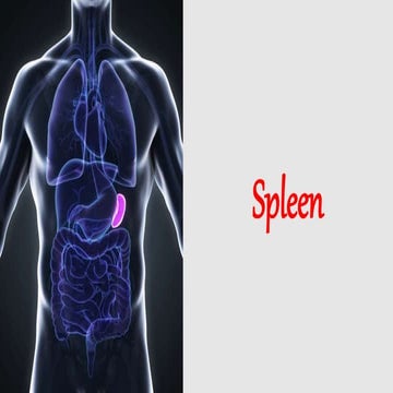 Spleen.pptx | Digestive Disorders | Diseases and Conditions