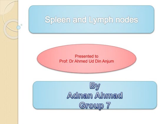 Embryology and clinical importance of lymph nodes | PPTX | Biological ...