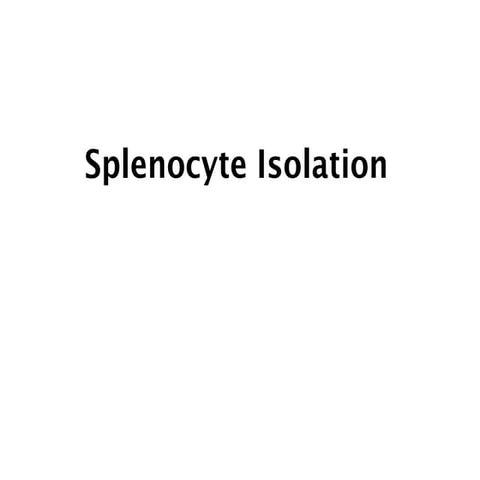 Splenocyte isolation | KEY