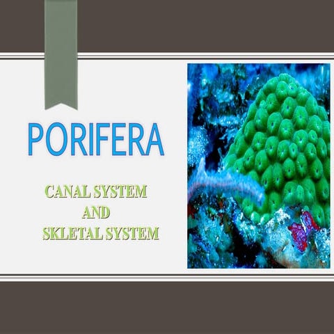 SPONGE poriferans@phylumporiferaprokaryotes.ppt