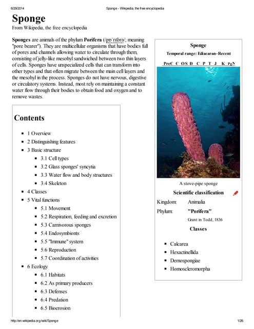 Body Wall of Cnidarians | PPTX