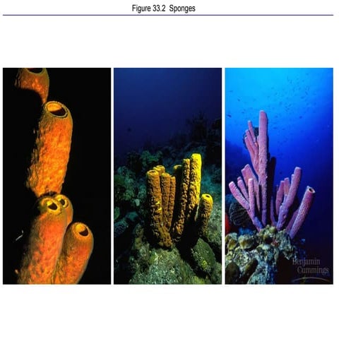 Sponges | PPT