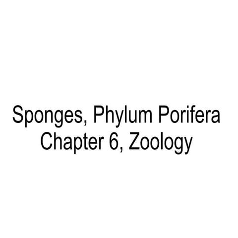 Characteristics of Sponges, Porifera, invertebrates | PPT
