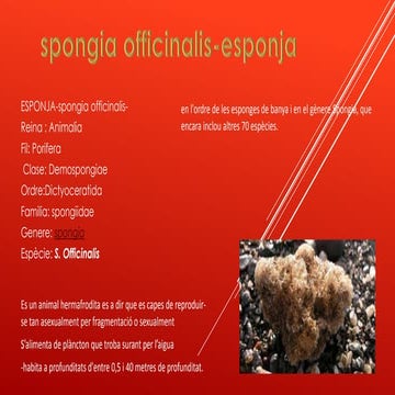 Spongia officinalis esponja | PPTX