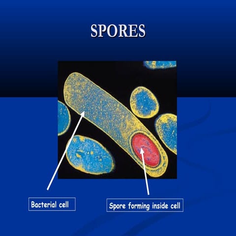 Spores | PPT