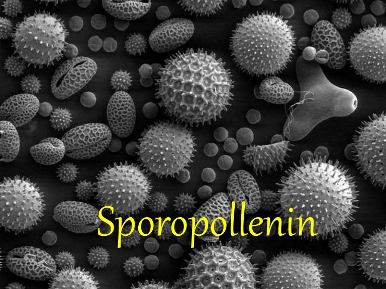 Sporopollenin- nature, properties and uses