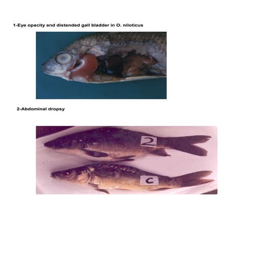 Fish Spots | PDF